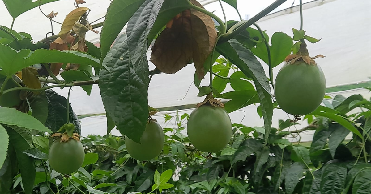 A cultivar gulupa para diversificar en Pensilvania